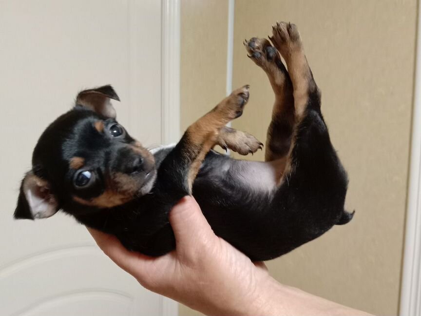 Мини той-терьер