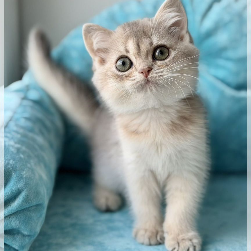 Британский короткошёрстный котёнок