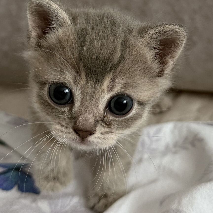 Британский короткошёрстный котёнок