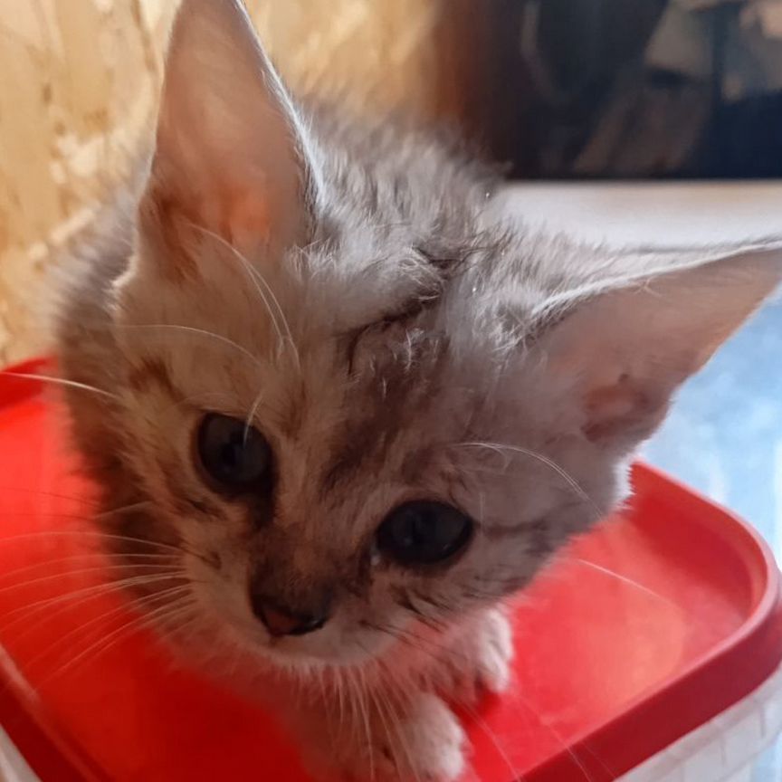 Котёнок в добрые руки