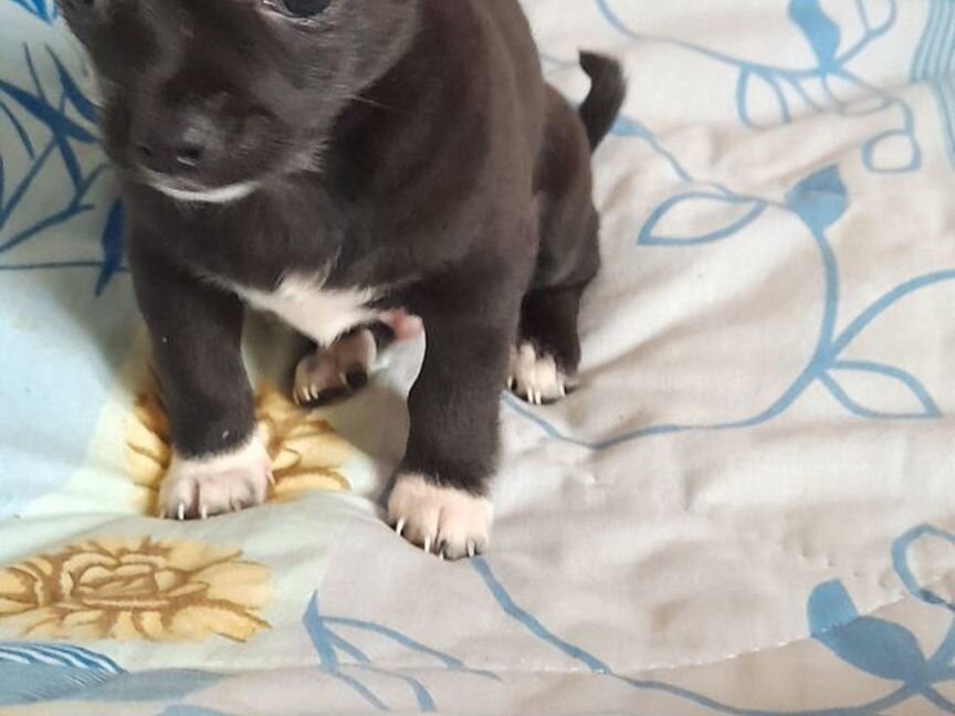 Продается мини чихуахуа мальчик