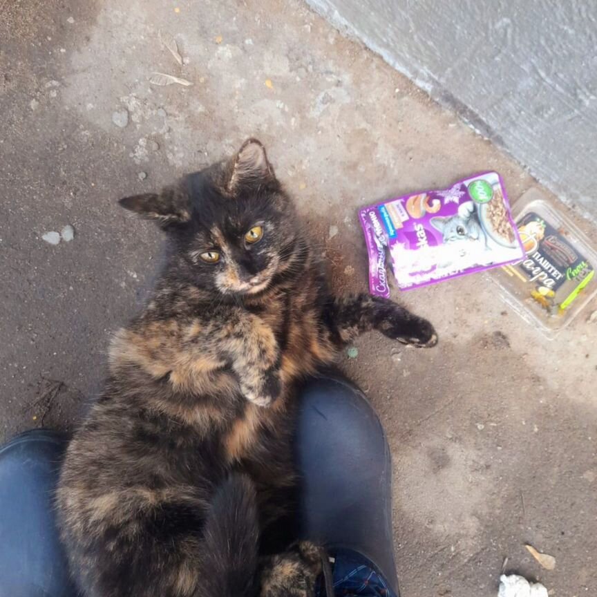 Чебурашку выбросили