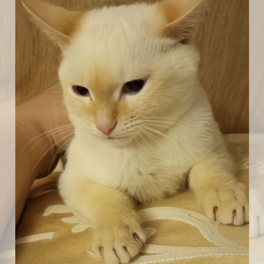 Сиамский котёнок