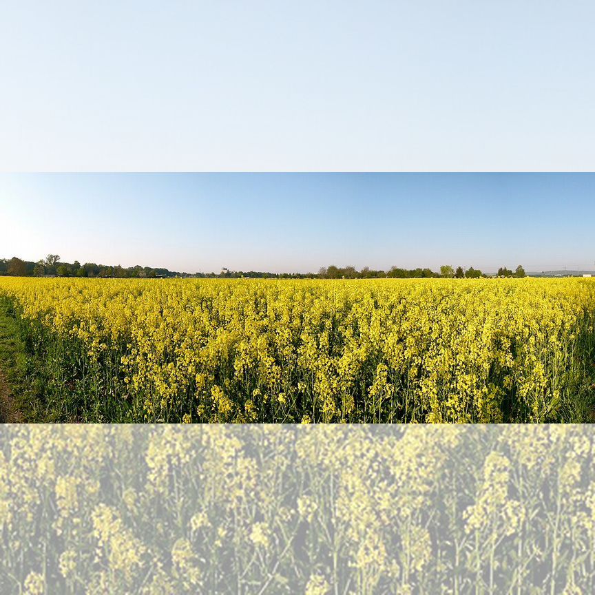 Рапсовое масло оптом