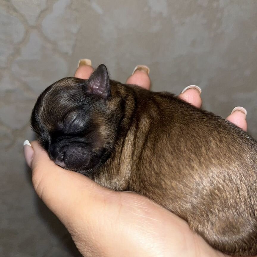 Щенки щи-тцу