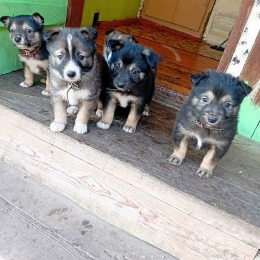 Шенки в свой дом