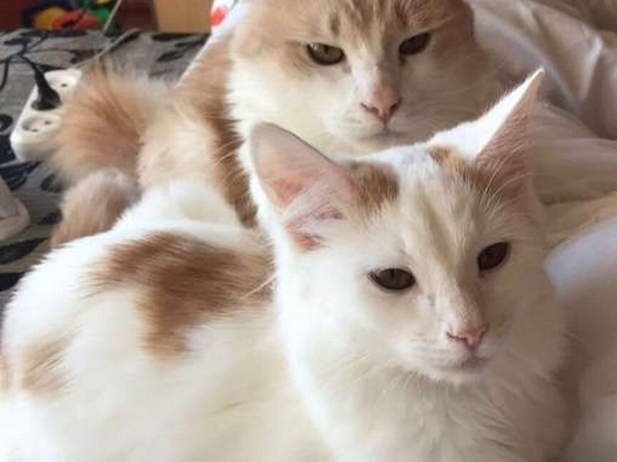 Кошка в дар