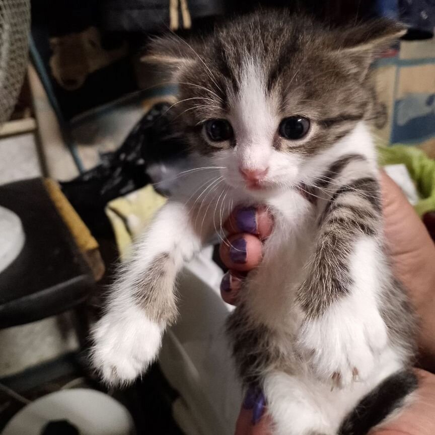 Котенок очень красивая девочка