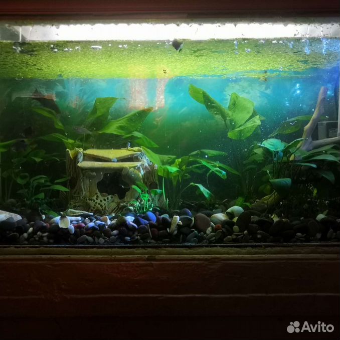 Серо-голубые ампулярии и др. обмен