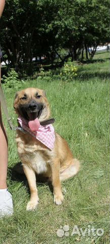 Рио-солнечный мальчик ищет дом