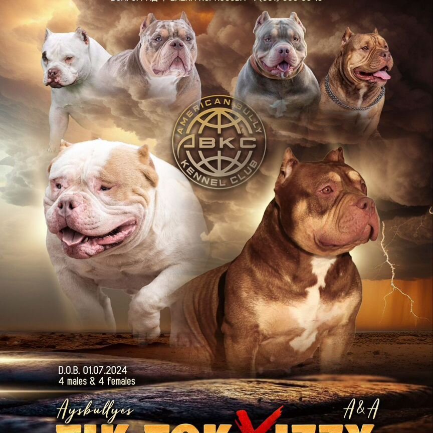 Американский булли покет щенки