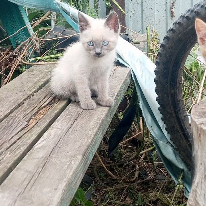 Мейн-кун котёнок