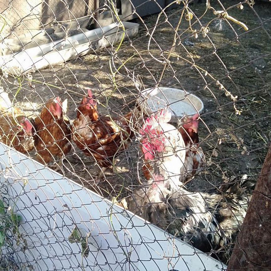 Куры несушки