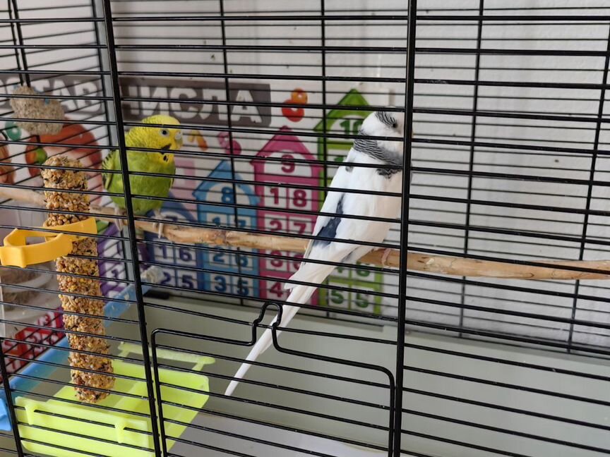 Волнистые попугайчики с клеткой 3 года