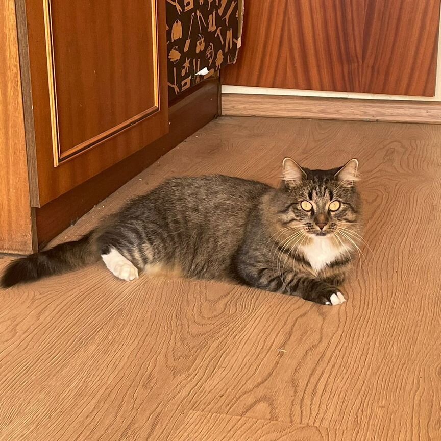 Котик ищет дом