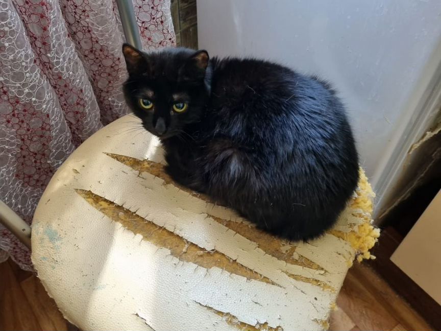 Молоденький красавец котик