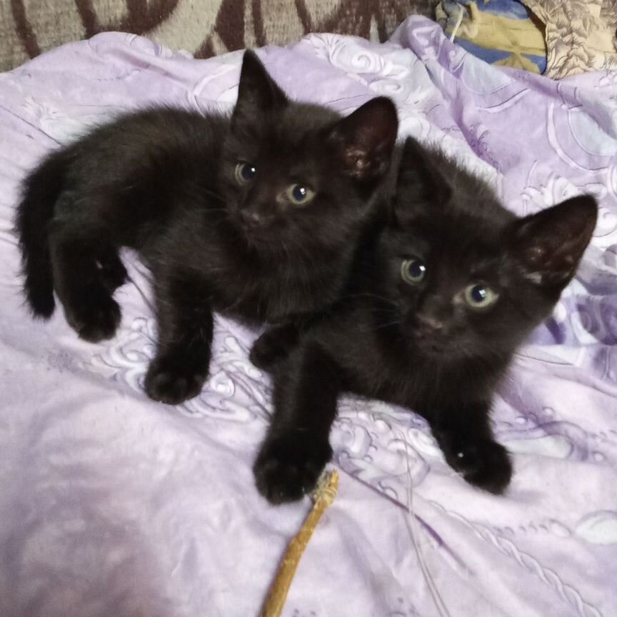 Котята