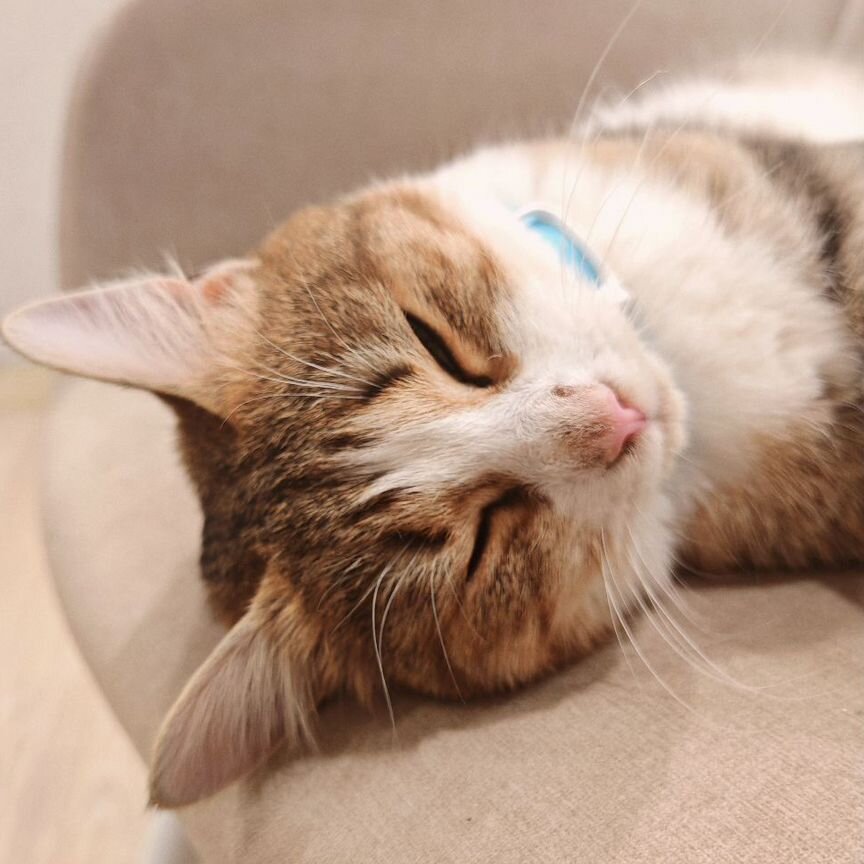 Взрослая кошка в добрые руки