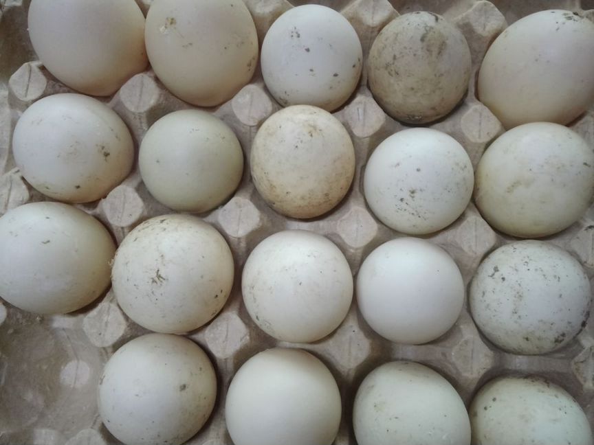 Яйцо индоутки