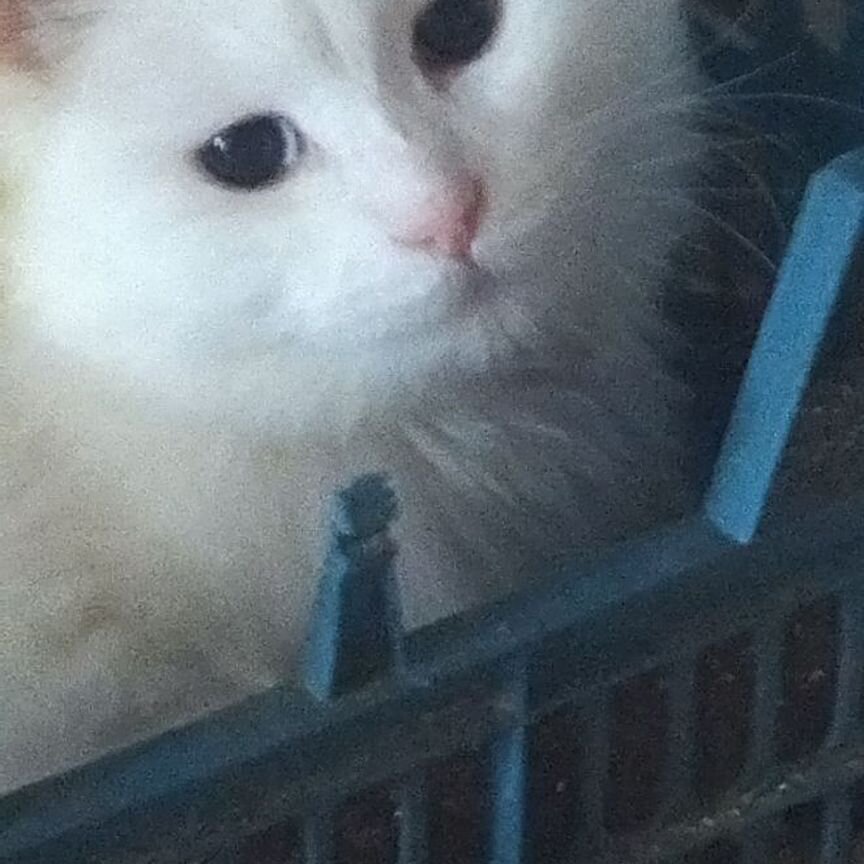 Кот Беляшик