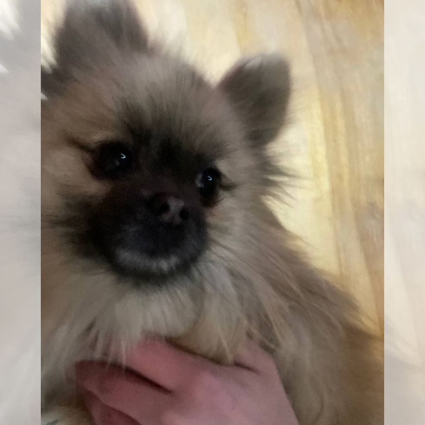 Померанский шпиц, взрослая собака