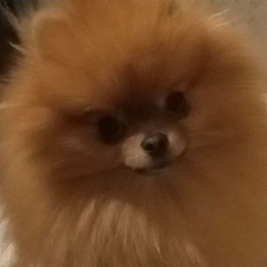 Померанский шпиц