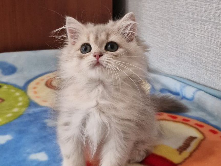 Манчкин кошечка лонг