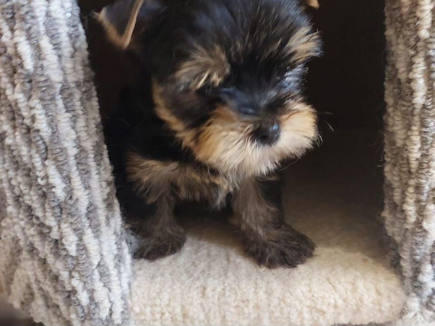 Йоркширский терьер