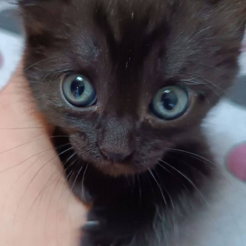 В добрые заботливые руки