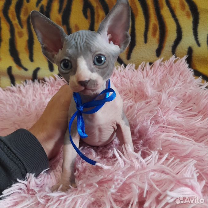 Котятки мини канадского сфинкса