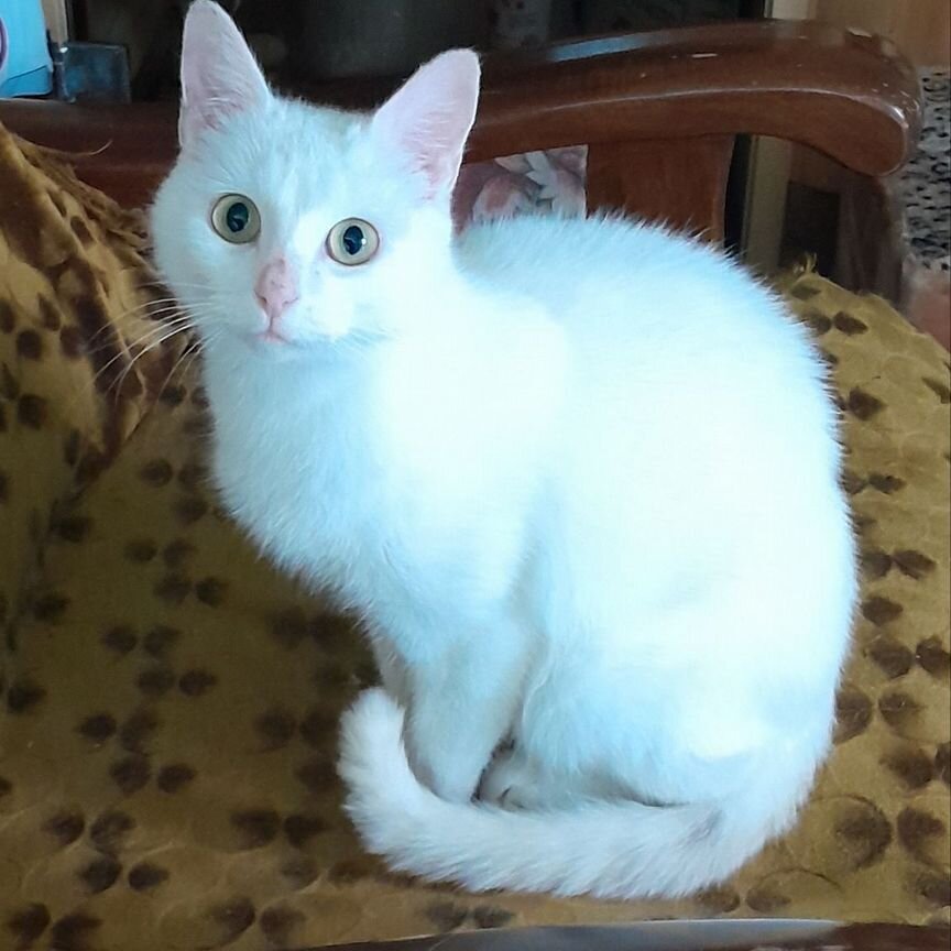 Взрослая кошка в добрые руки