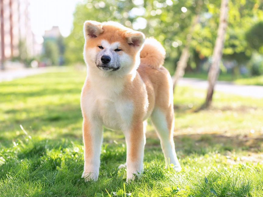 Акита ину Щенки