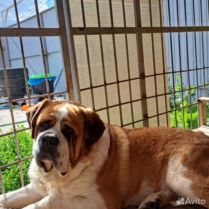 Вязка мальчик сенбернар