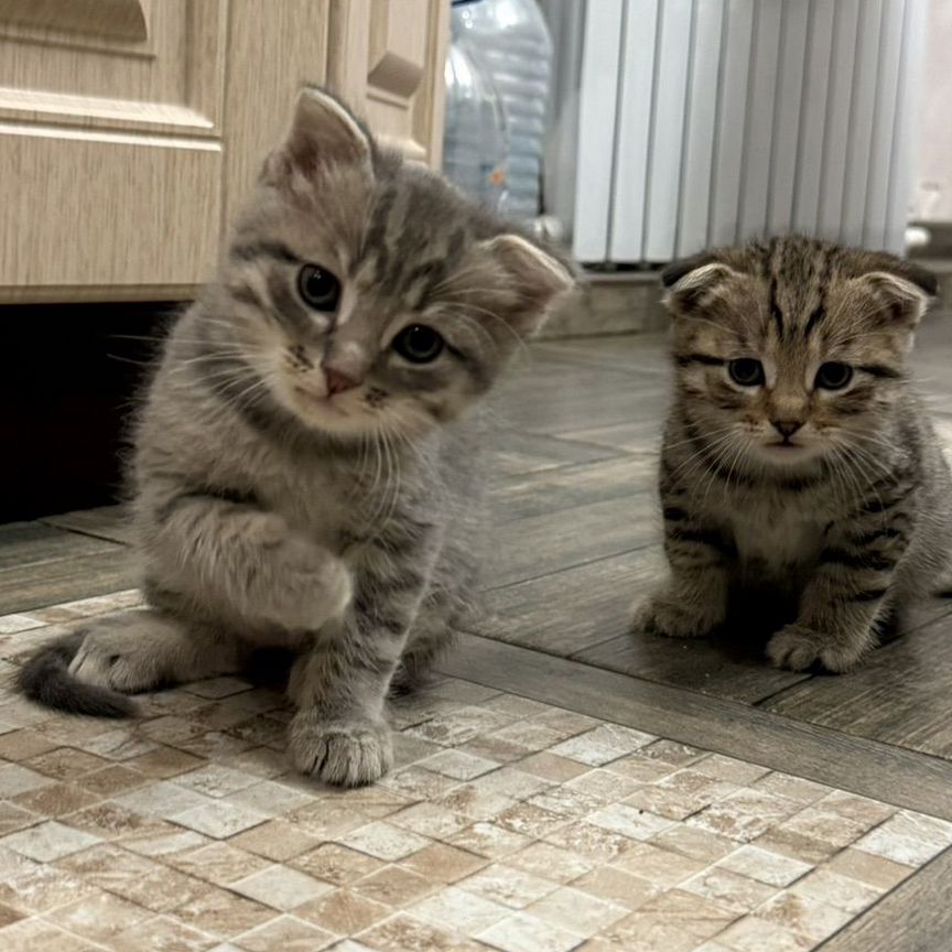 Шотландский вислоухий короткошёрстный котёнок