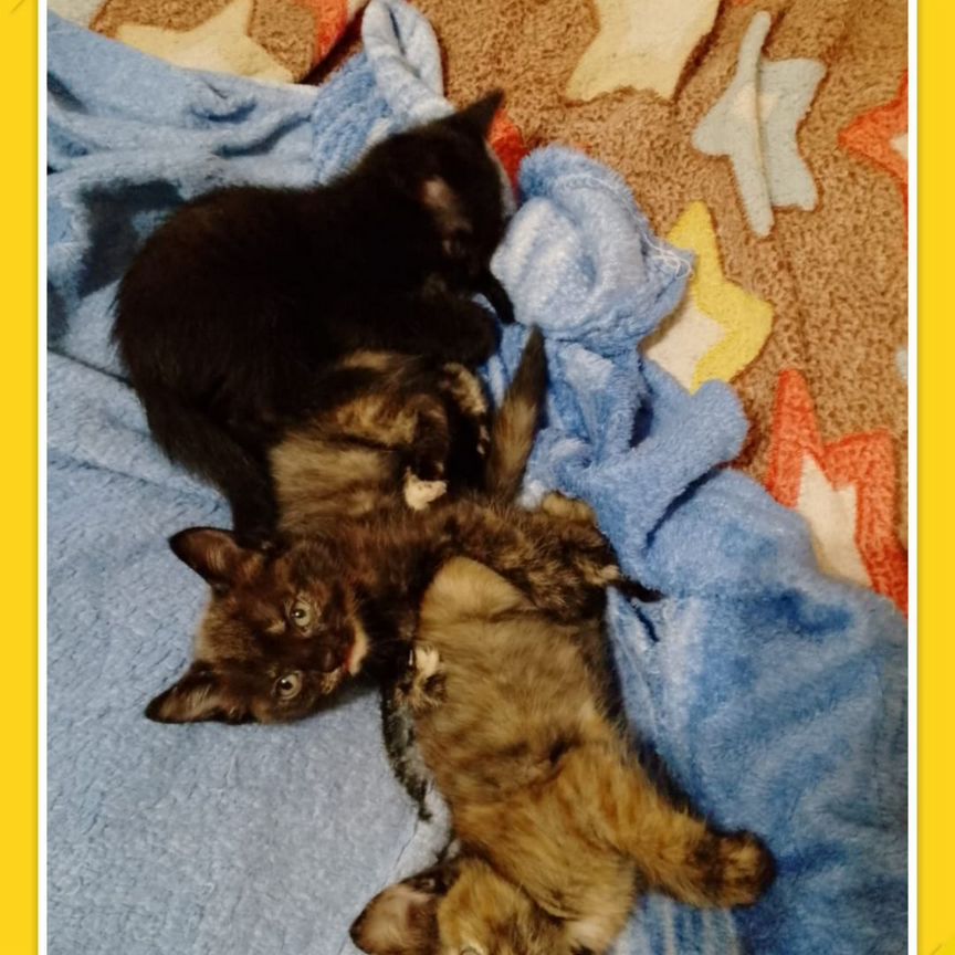 Милые и красивые котодетки