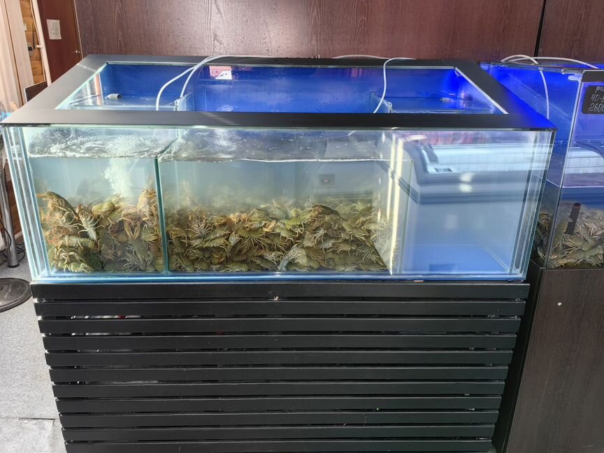 Аквариум морской для устриц и морепродуктов