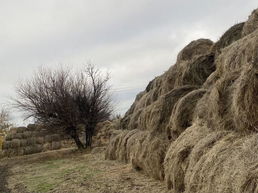 Сено солома