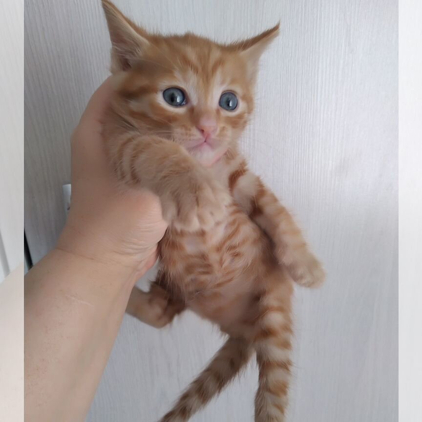 Рыжий котенок в добрые руки