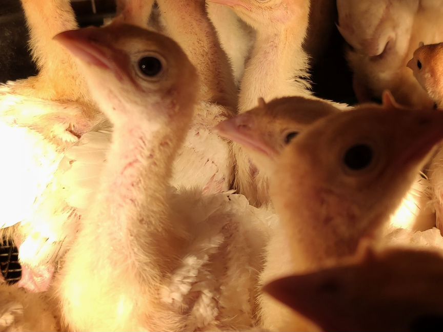 Индюки индюшата