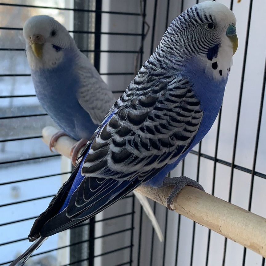 Волнистый попугай пара