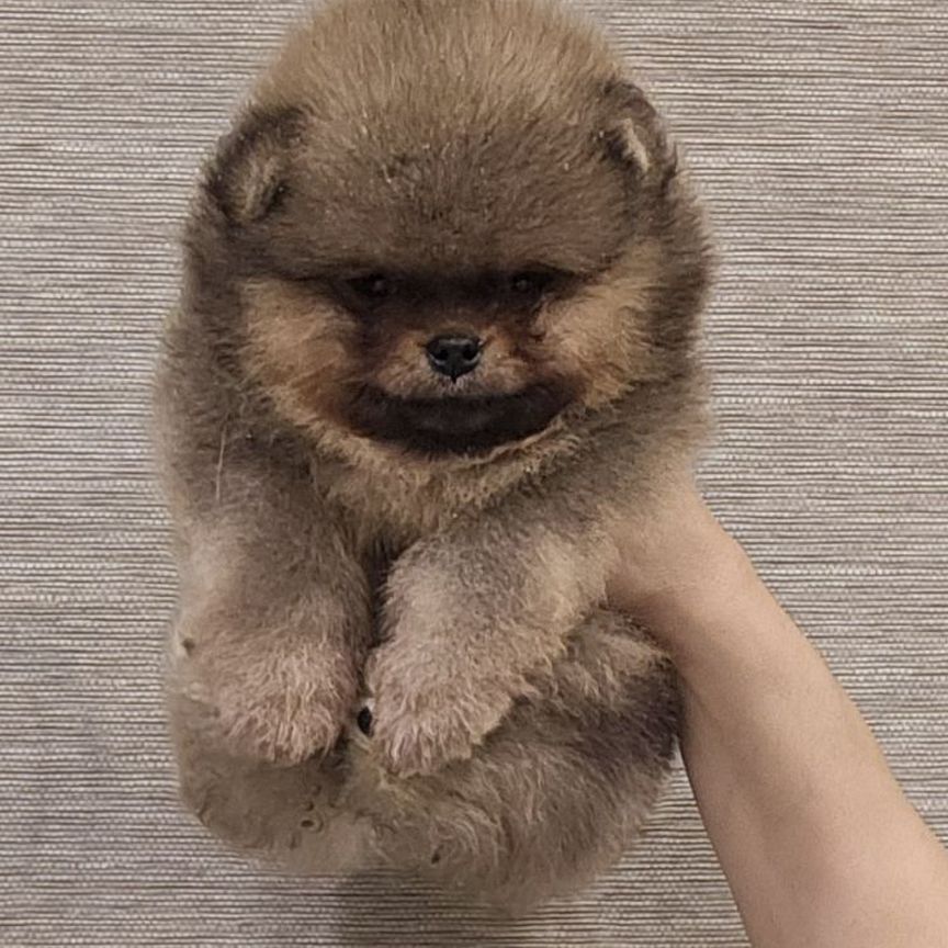 Очень красивый мишка,оранж соболь. Видео