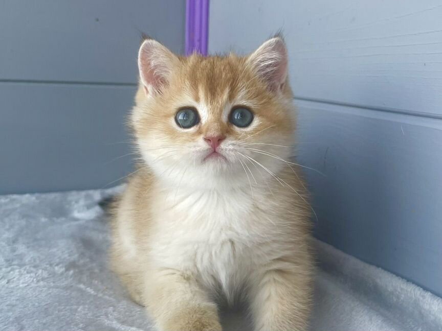 Котята Британская Золотая Шиншилла