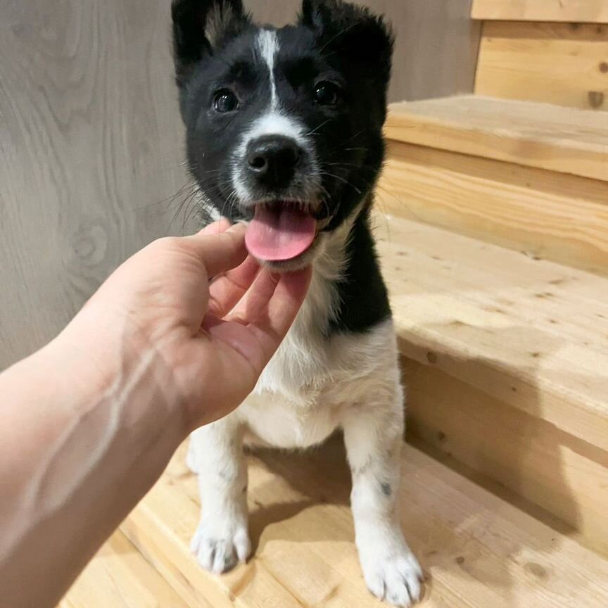 Щенок девочка в дом или в квартиру