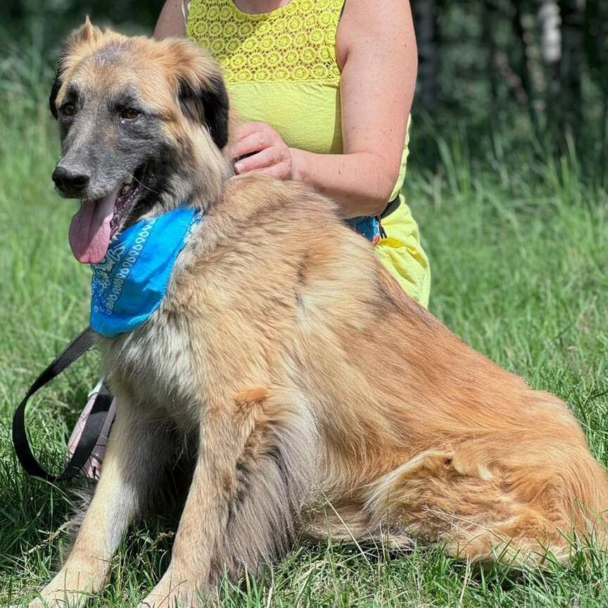 Застенчивый и скромный пес Тайсон