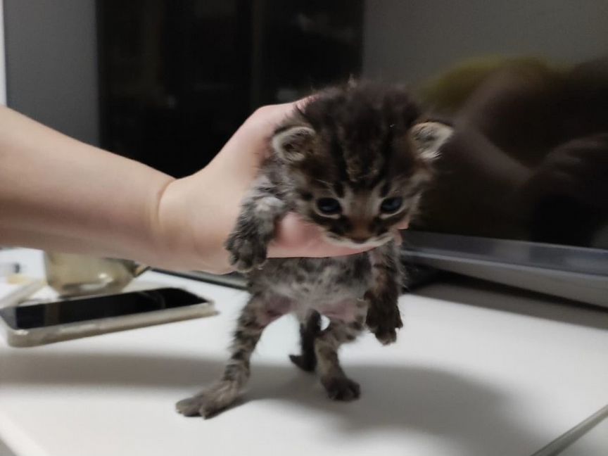 Отдам самых милых котят в добрые руки