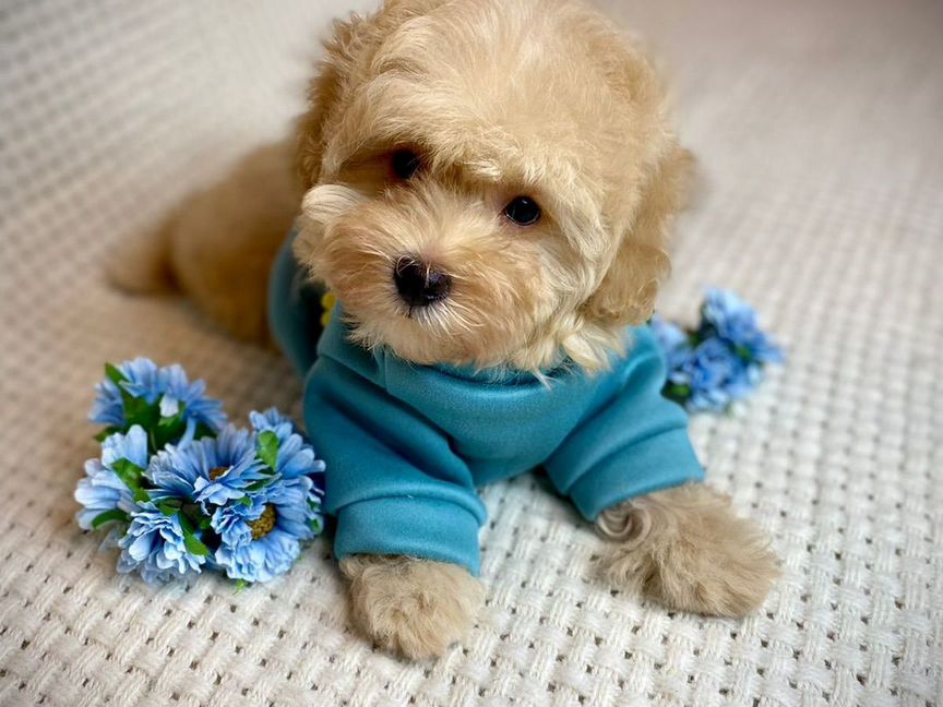 Мальтипу f1 мини