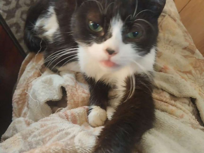 Кошка Кнопочка