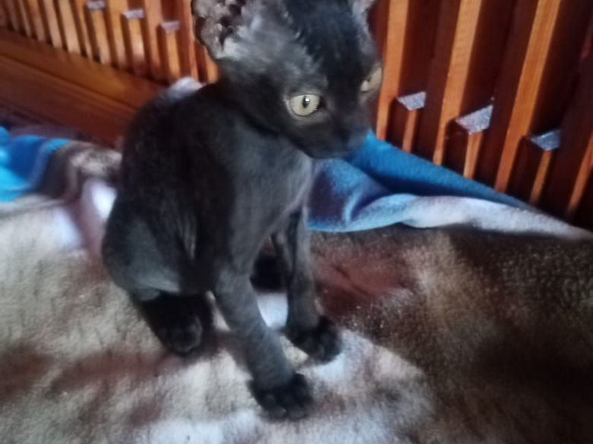 Котенок сфинкс