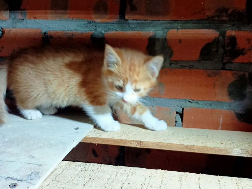 Отдам котят в хорошие руки(2 мальчика, 2 девочки)
