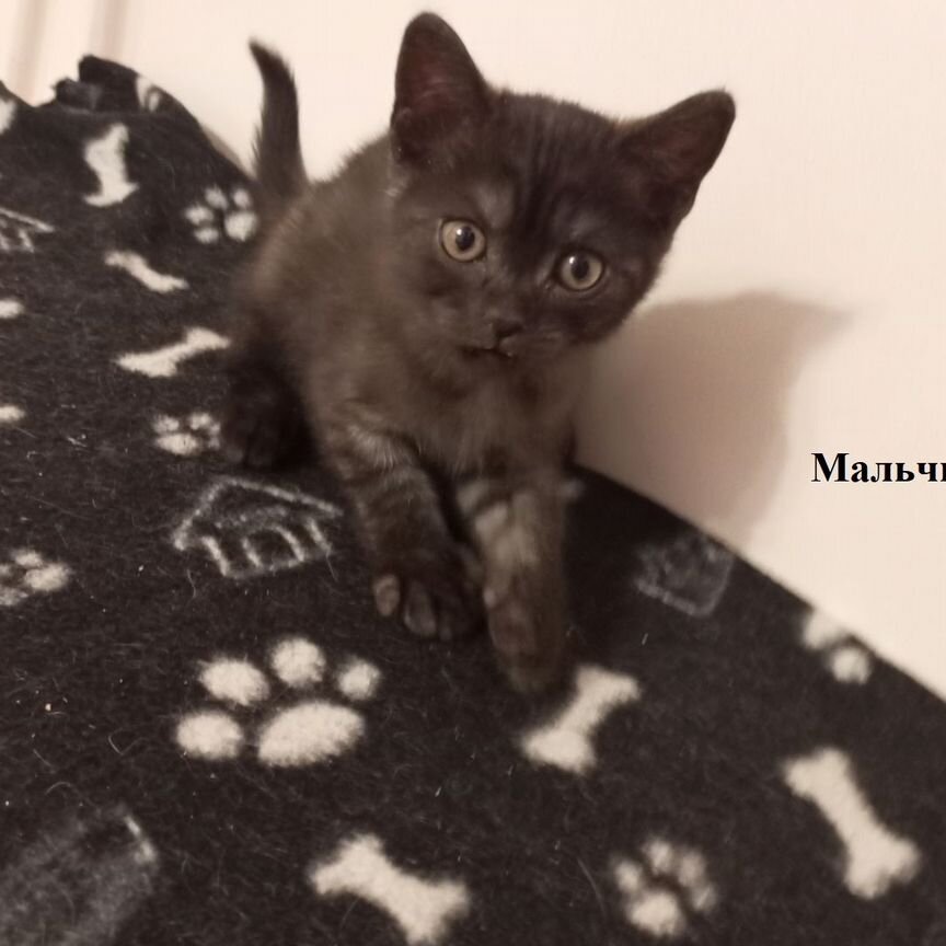 Шотландский прямоухий короткошёрстный котёнок